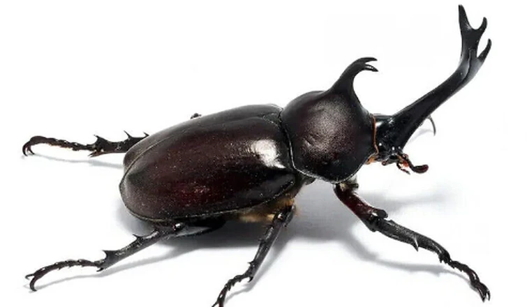 Discuss Everything About Kimetsu no Yaiba Fanon Wiki | Fandom