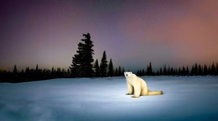 Polar bear | Fandom