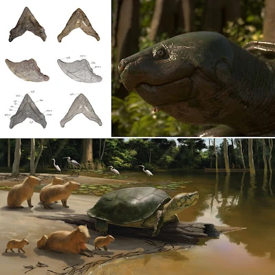 Peltocephalus maturin, la tortuga amazónica del Pleistoceno. | Fandom