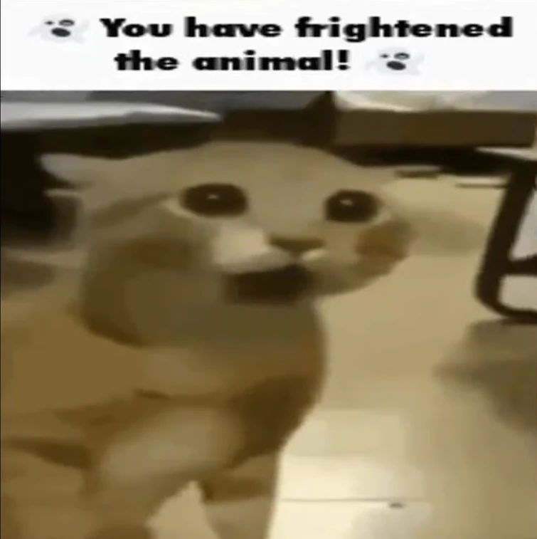 Never forget what Kira tweeted on 10.4.20 😢😢😢 | Fandom