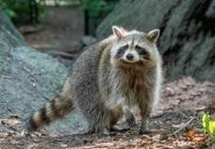 What is he gonna play? (Wrong Answers Only) | Fandom