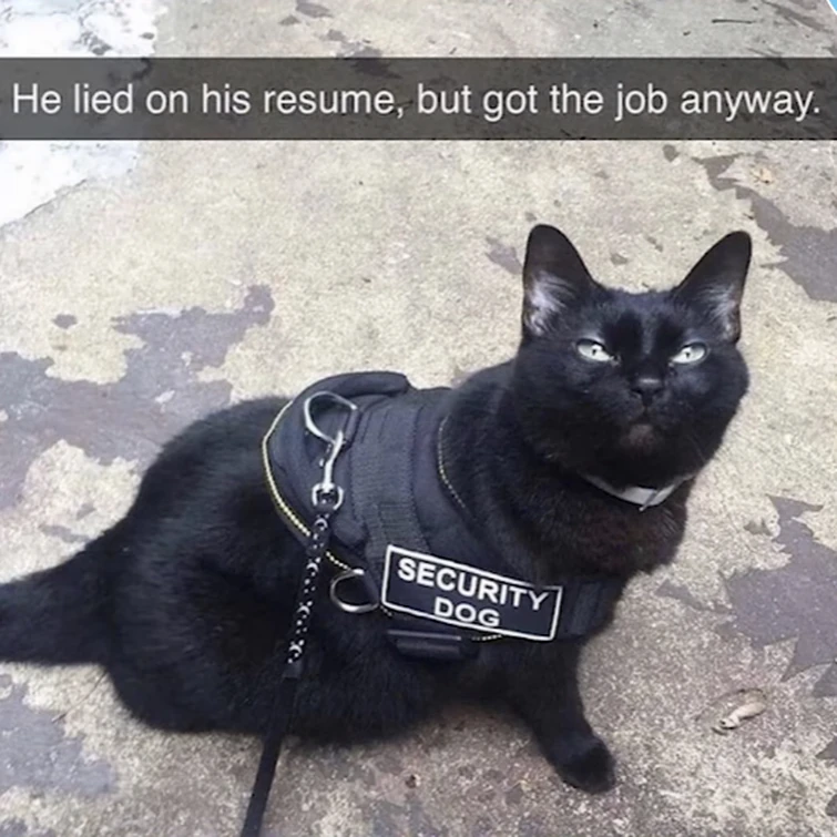 Have some cat memes because I feel like shit rn | Fandom