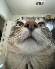 gato gallery: zazu cat | Fandom