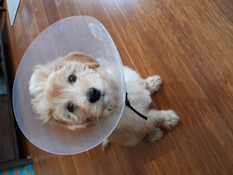 MY DOG | Fandom