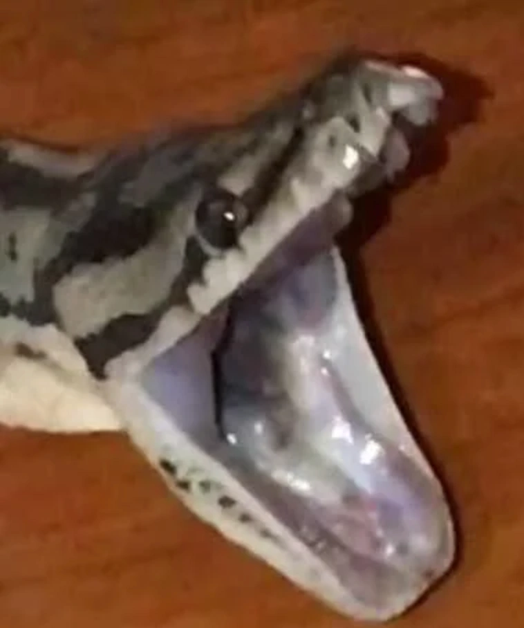 bitey frank | Fandom