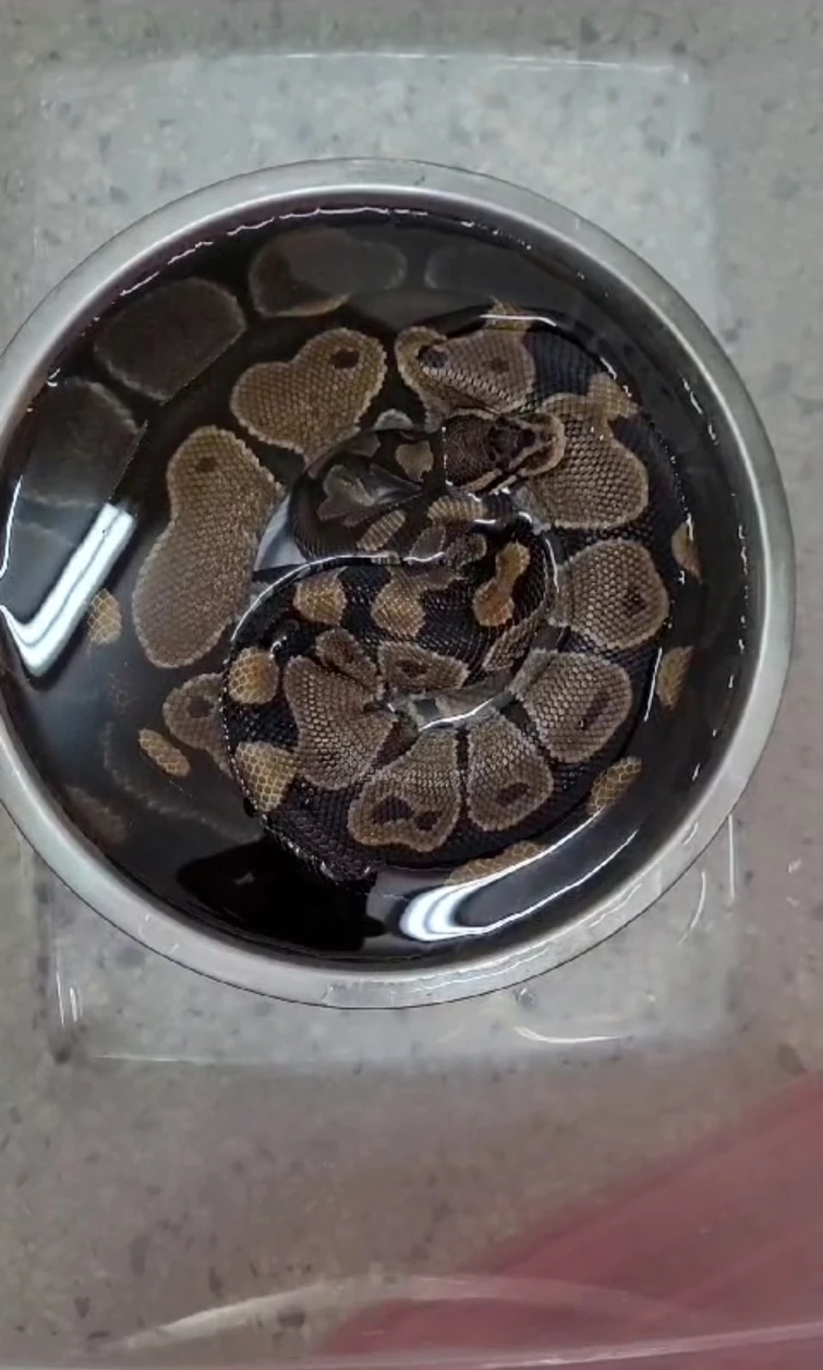 Snake posting | Fandom