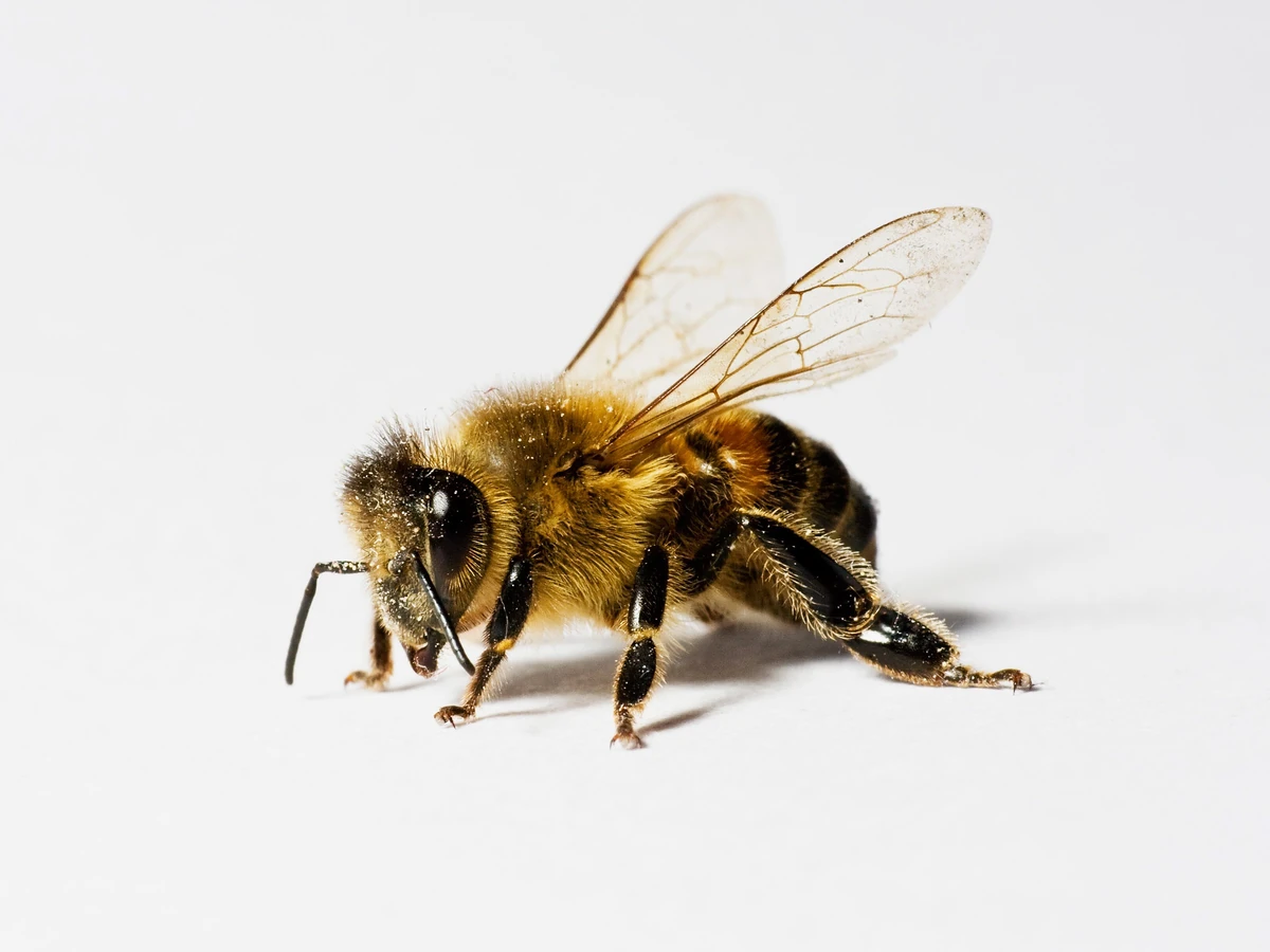 Topper | 10 Little Insects Wiki | Fandom