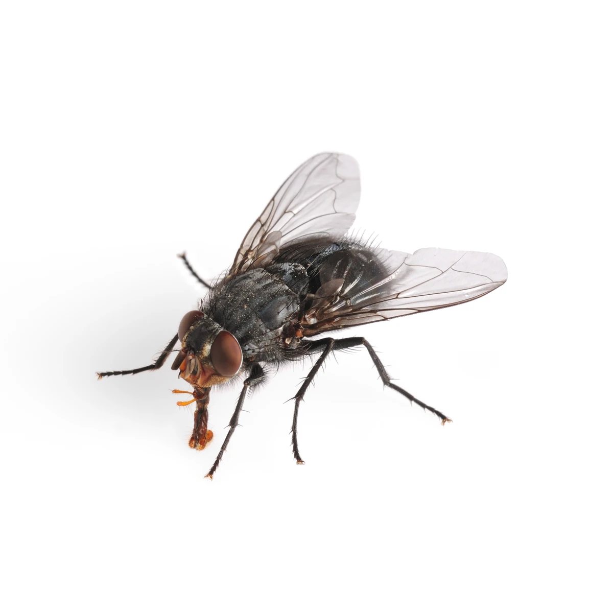 McFly | 10 Little Insects Wiki | Fandom