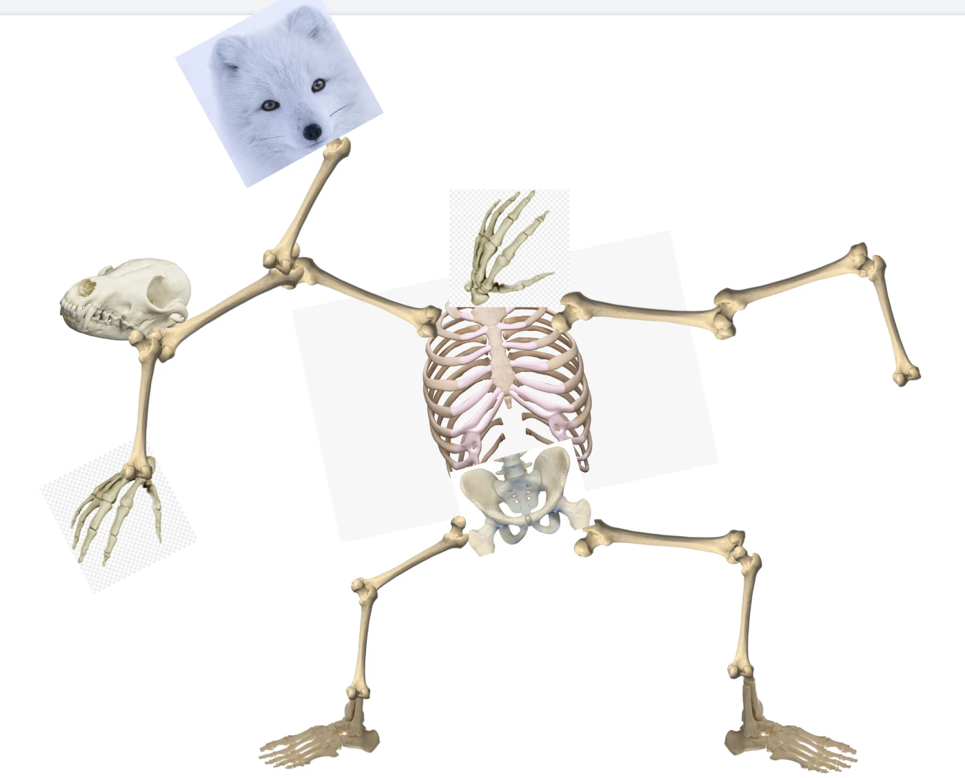 Very realistic Mangle | Fandom