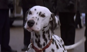 Perdita | 101 Dalmatians Wiki | Fandom