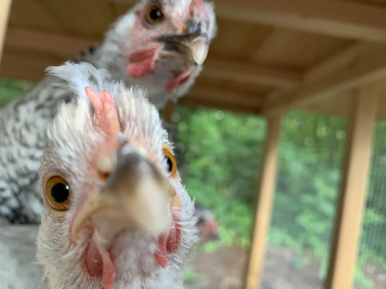 puffwump reveal | Fandom