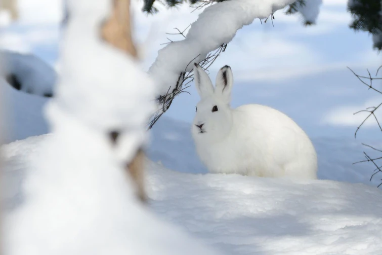 A pet rabbit named Daifuku appears in Wonderful Precure. So let me ...