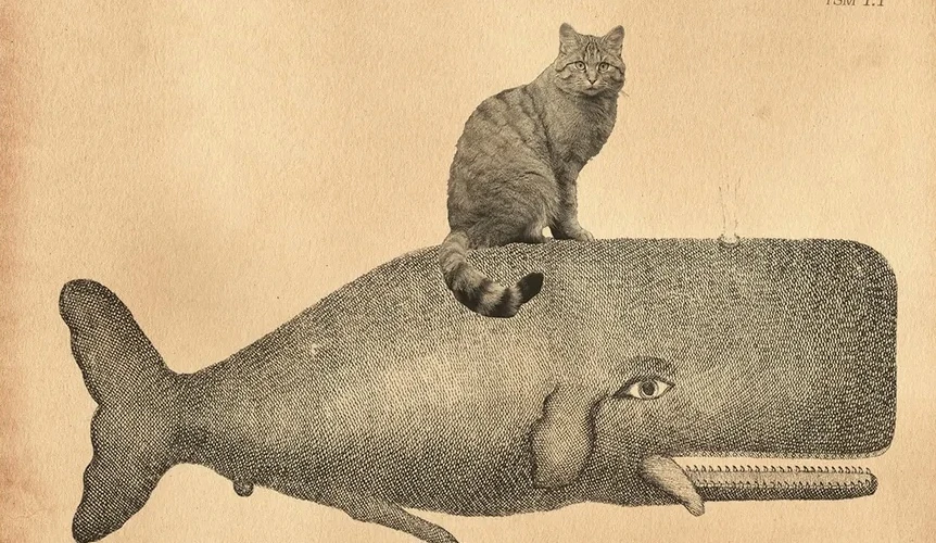 whale cat | Fandom