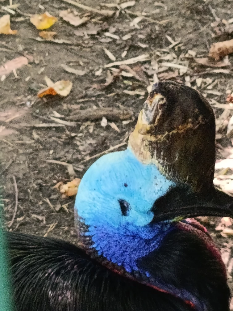 I saw birb | Fandom