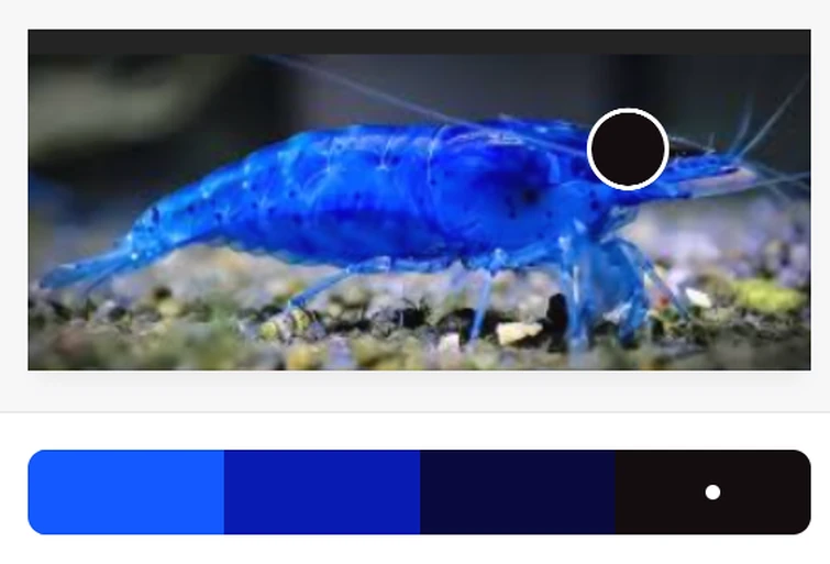 UPDATE ON SHRIMPS! | Fandom