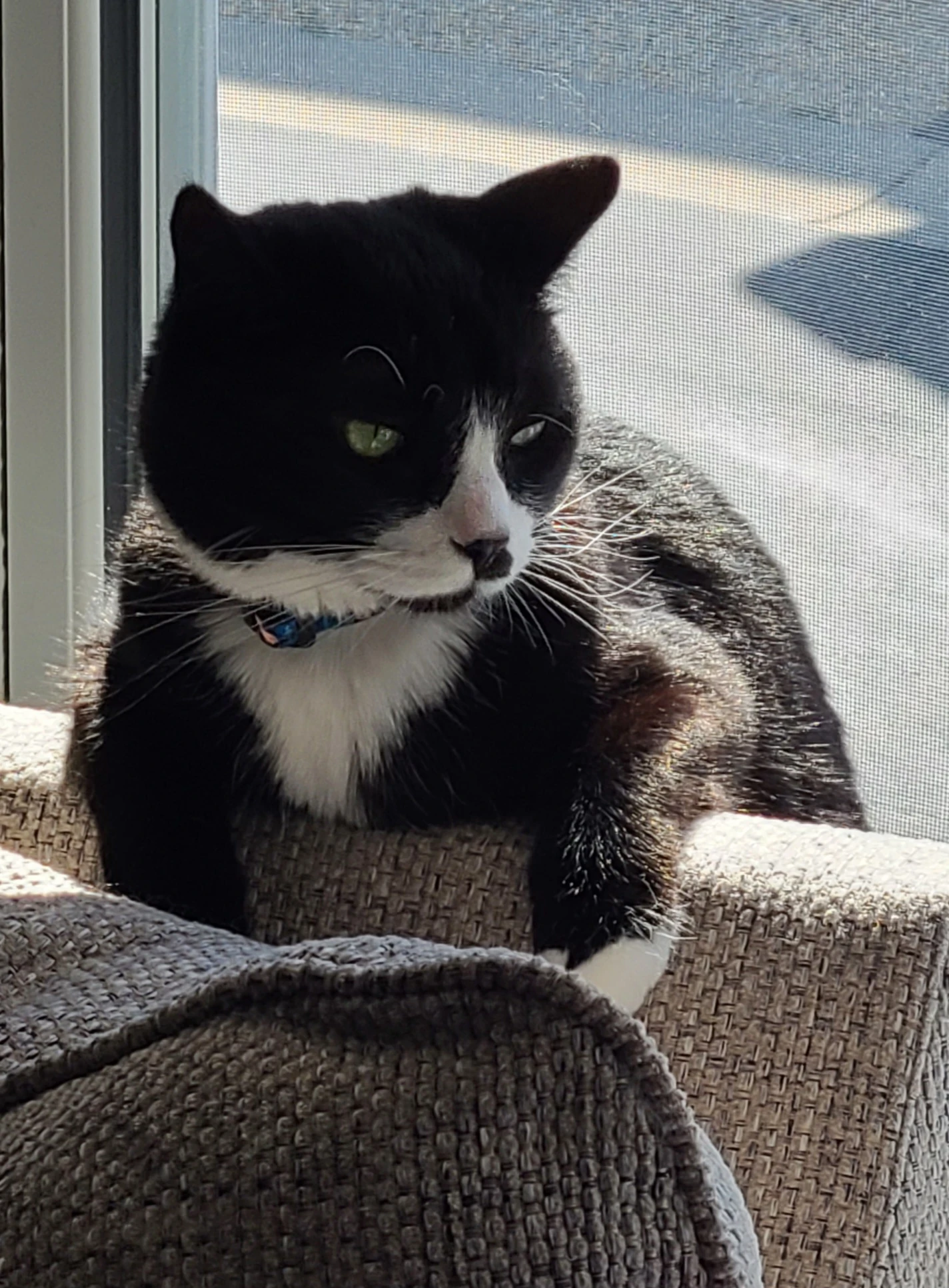 Help he's such a silly x3 | Fandom