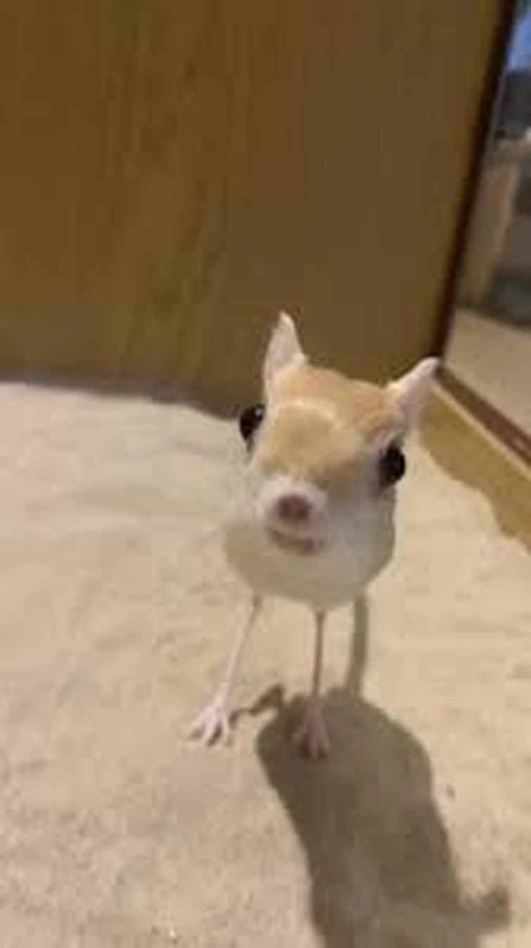 The Energetic Jerboa and The Humble Baluchistan Pygmy Jerboa | Fandom