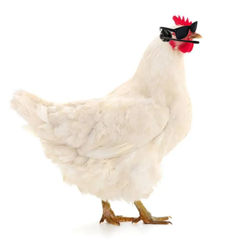REALISTIC SECRET AGENT CHICKEN??? nah IMSORY | Fandom
