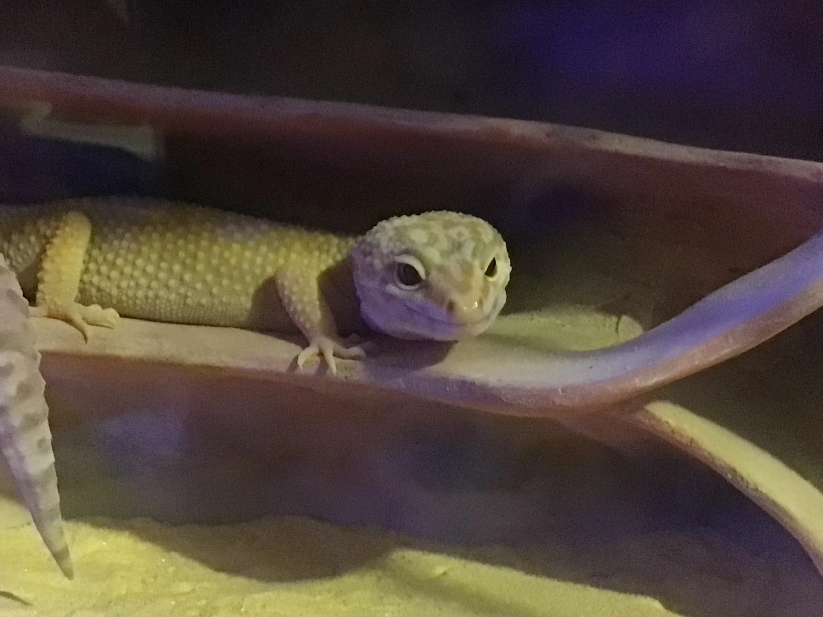 Cheeto Is Scared Of Thunder! 😟 | Fandom