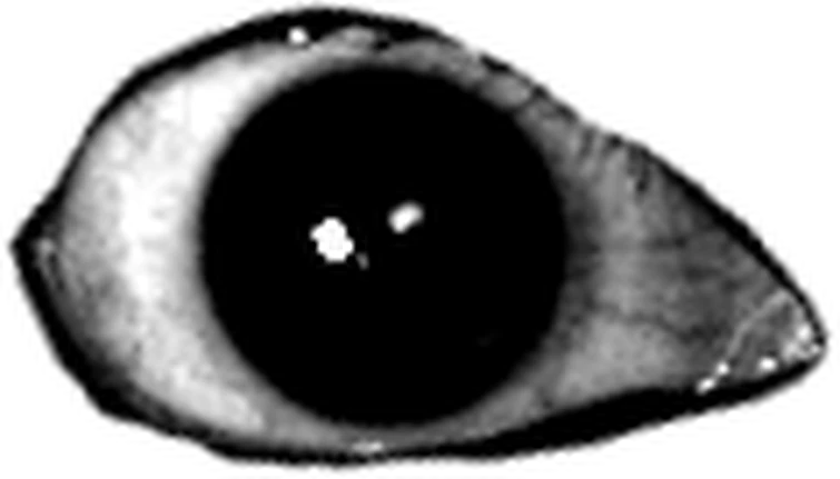 Phase 366 leak and 2 new eyes to use for your phases! | Fandom