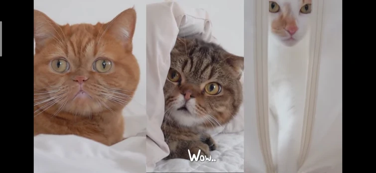 Kittisaurus Villains Movie Concepts and Ideas | Fandom