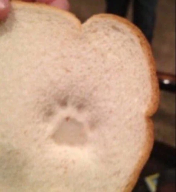 Who stepped on my toast >:( | Fandom