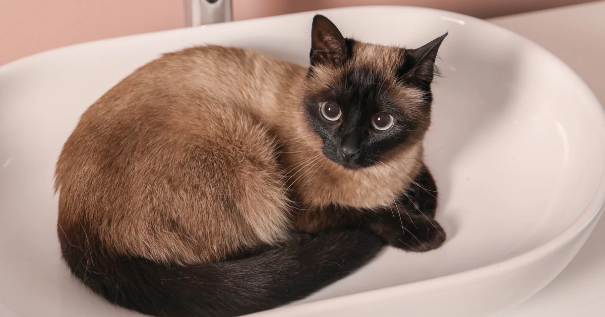 Trading 2 rusins for yohgs | Fandom