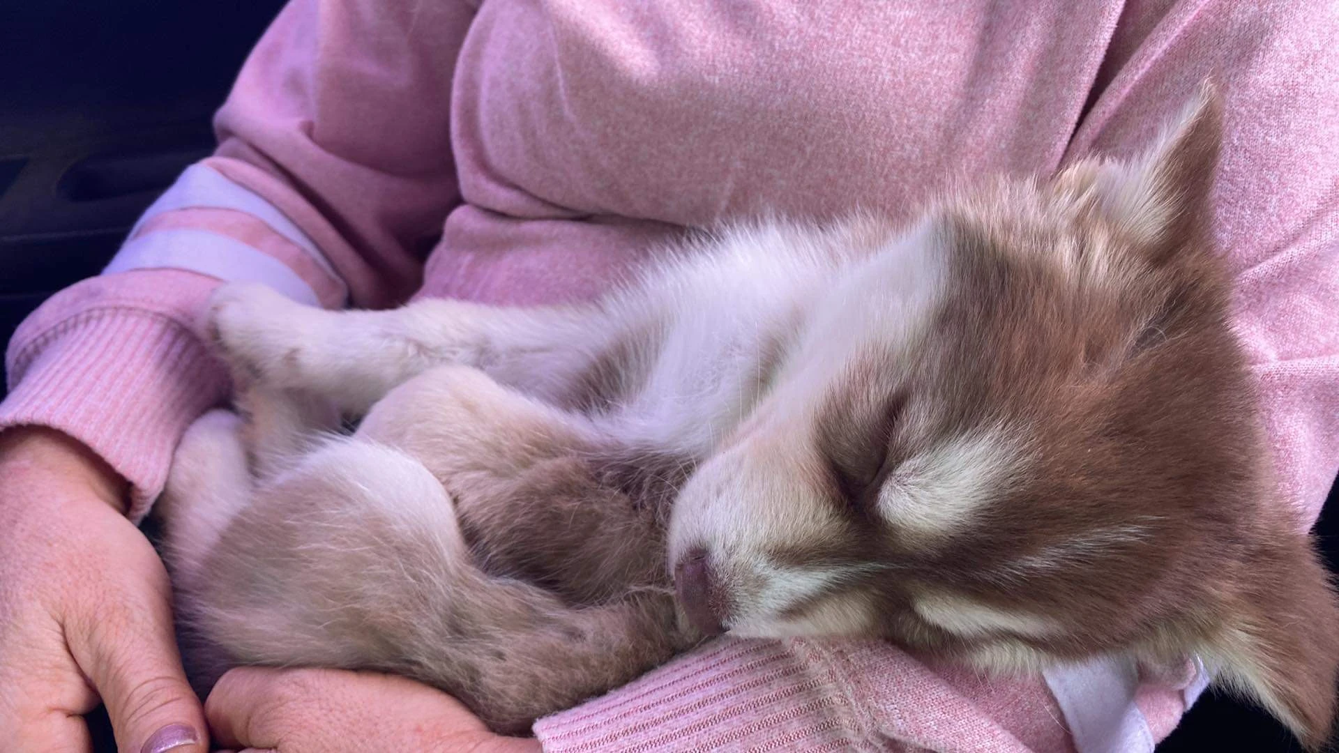 WEVE GOT THE PUPPY | Fandom