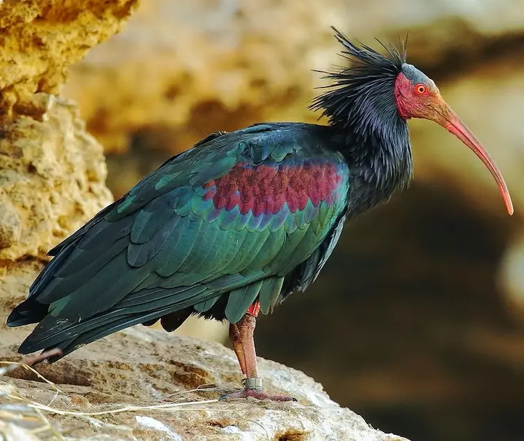 Bird idea: | Fandom