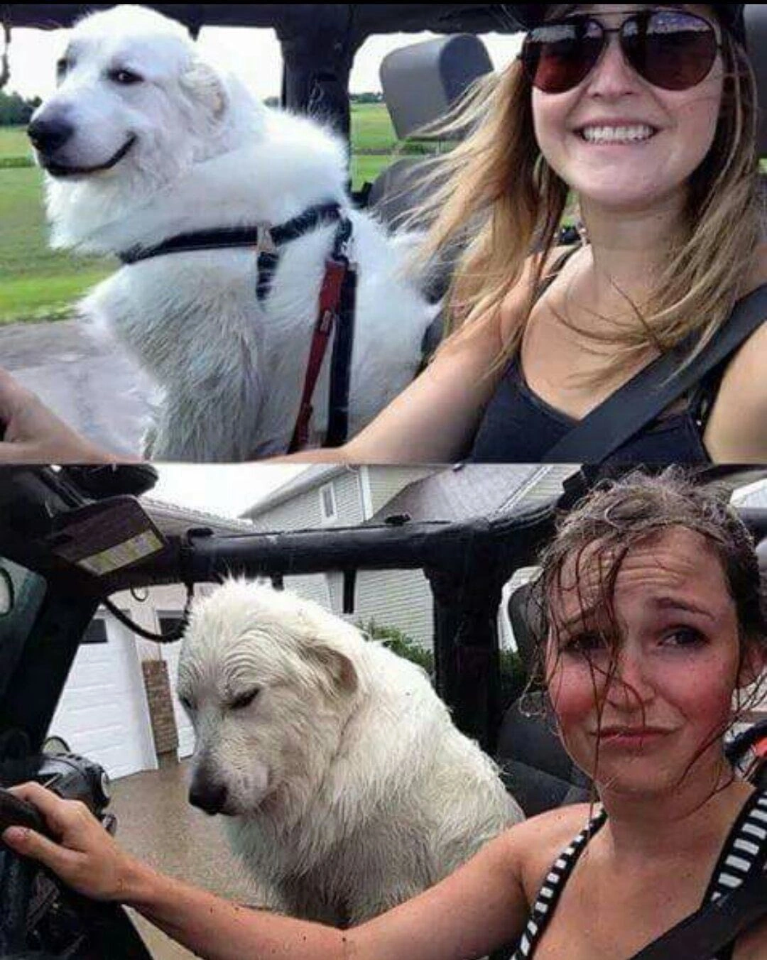 Oval animals archive | Premier Corps Wiki | Fandom