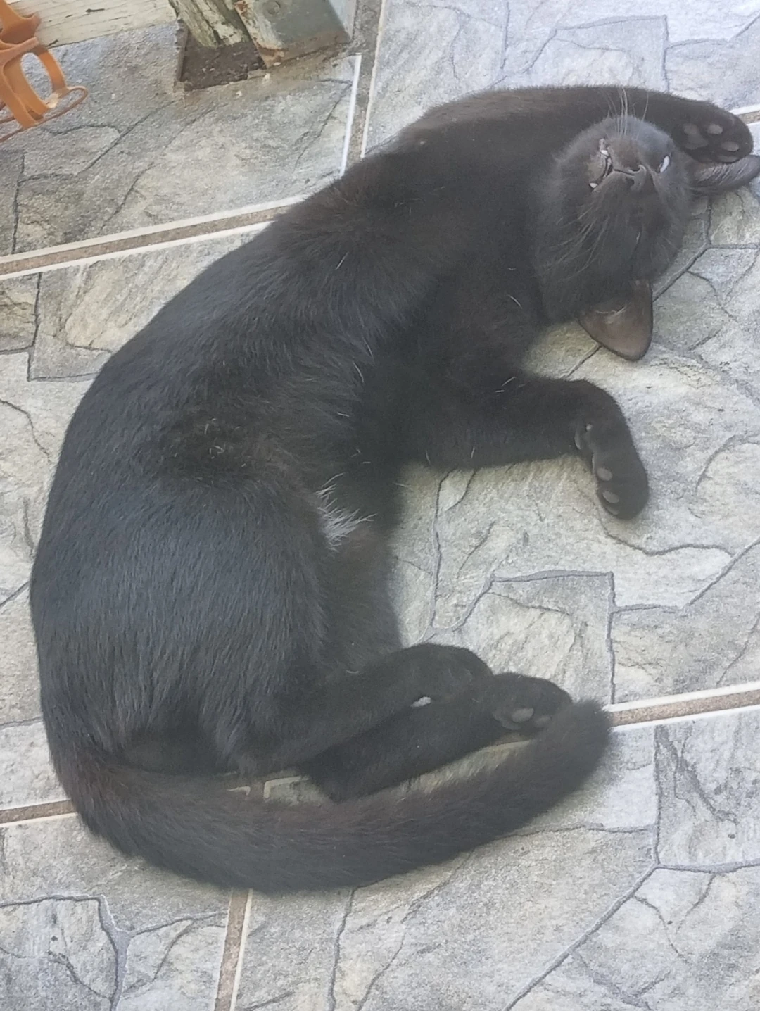 Thought my cat was dead this morning 😺💤 | Fandom