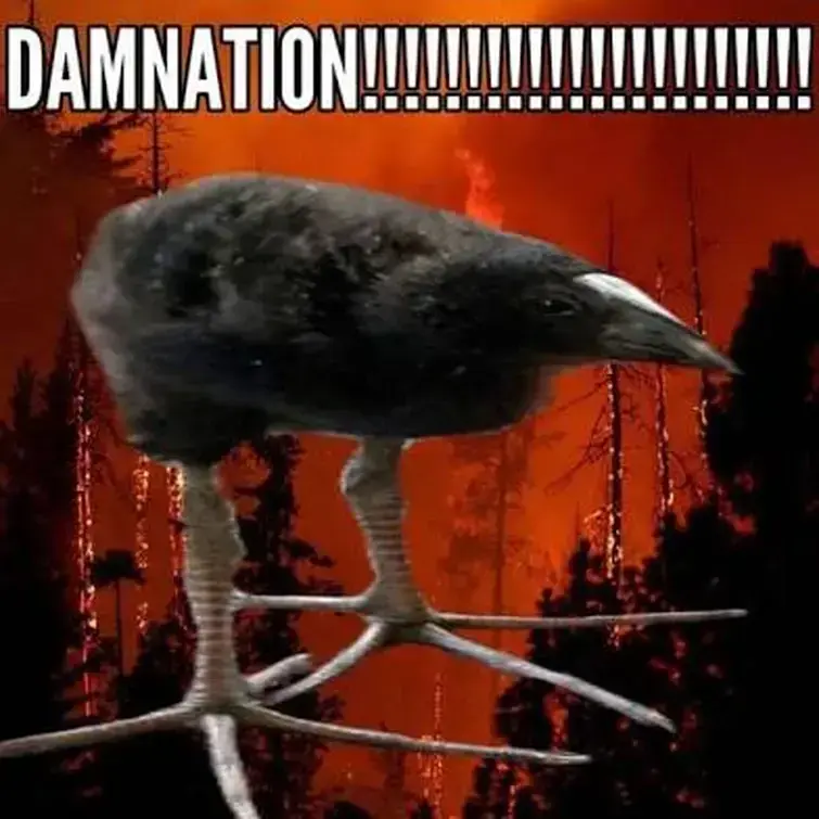 Who has the flightless birds meme stuck in their head..? | Fandom