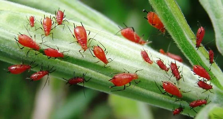 All BSS aphids irl | Fandom