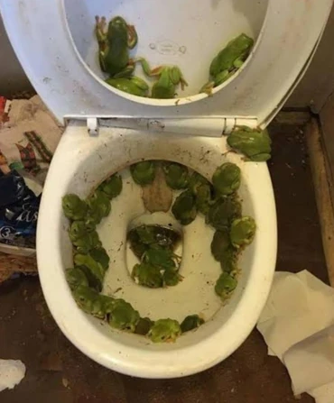 Discuss Everything About Catch! Teenieping Wiki | Fandom