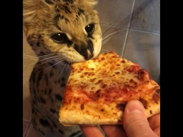 Sogga original | Fandom