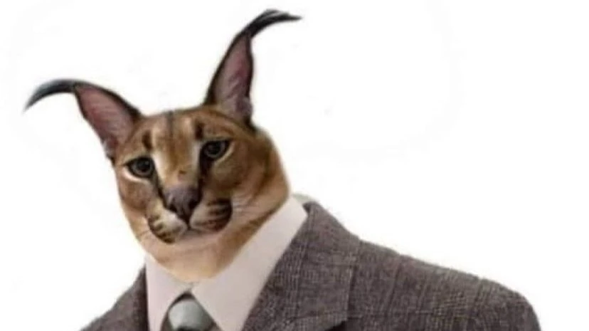 Petition to make floppa Friday a global holiday | Fandom