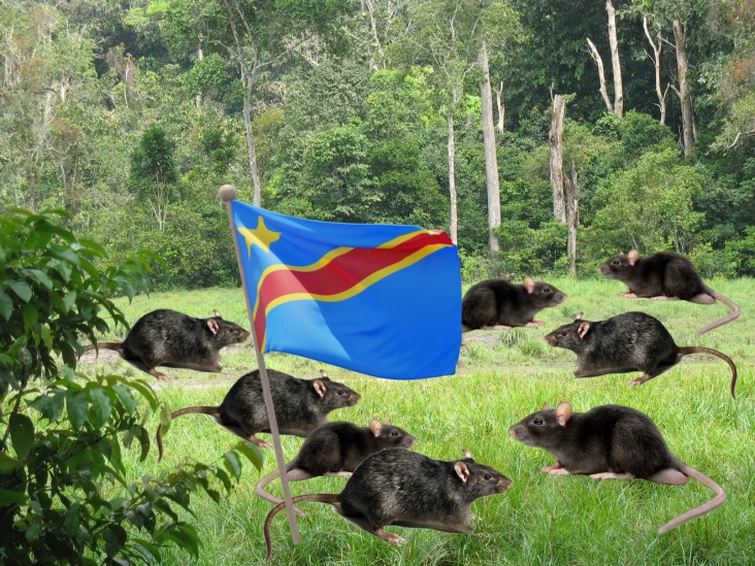 Congo rats | Fandom