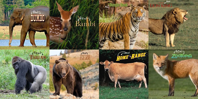 Discuss Everything About NatureRules1 Wiki | Fandom