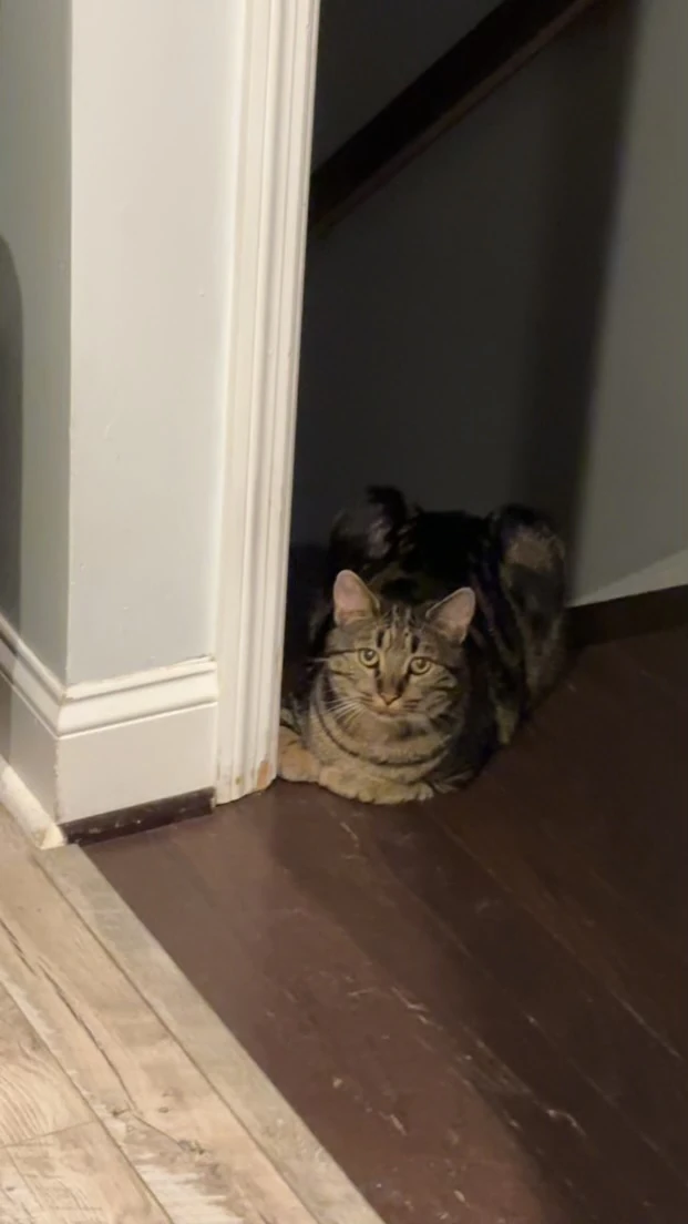 one of my cats!!! | Fandom