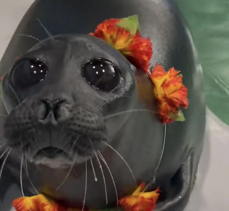 Daily seal pics/vids part 3: 3 IN 1! | Fandom