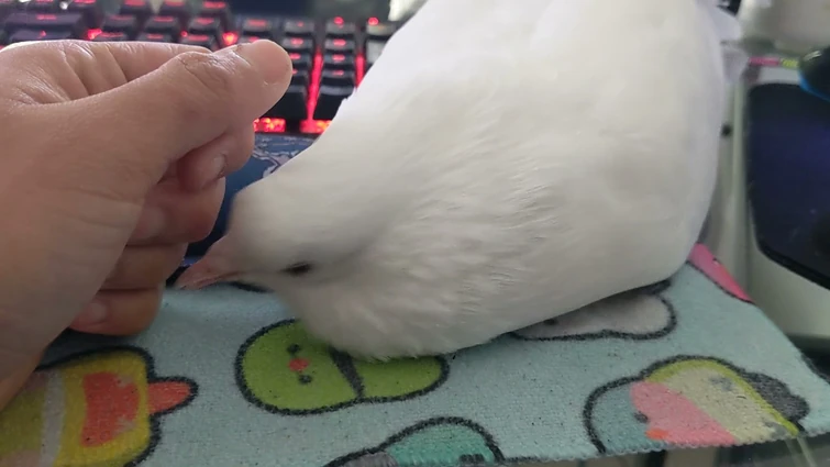 Yellow Face | Fandom