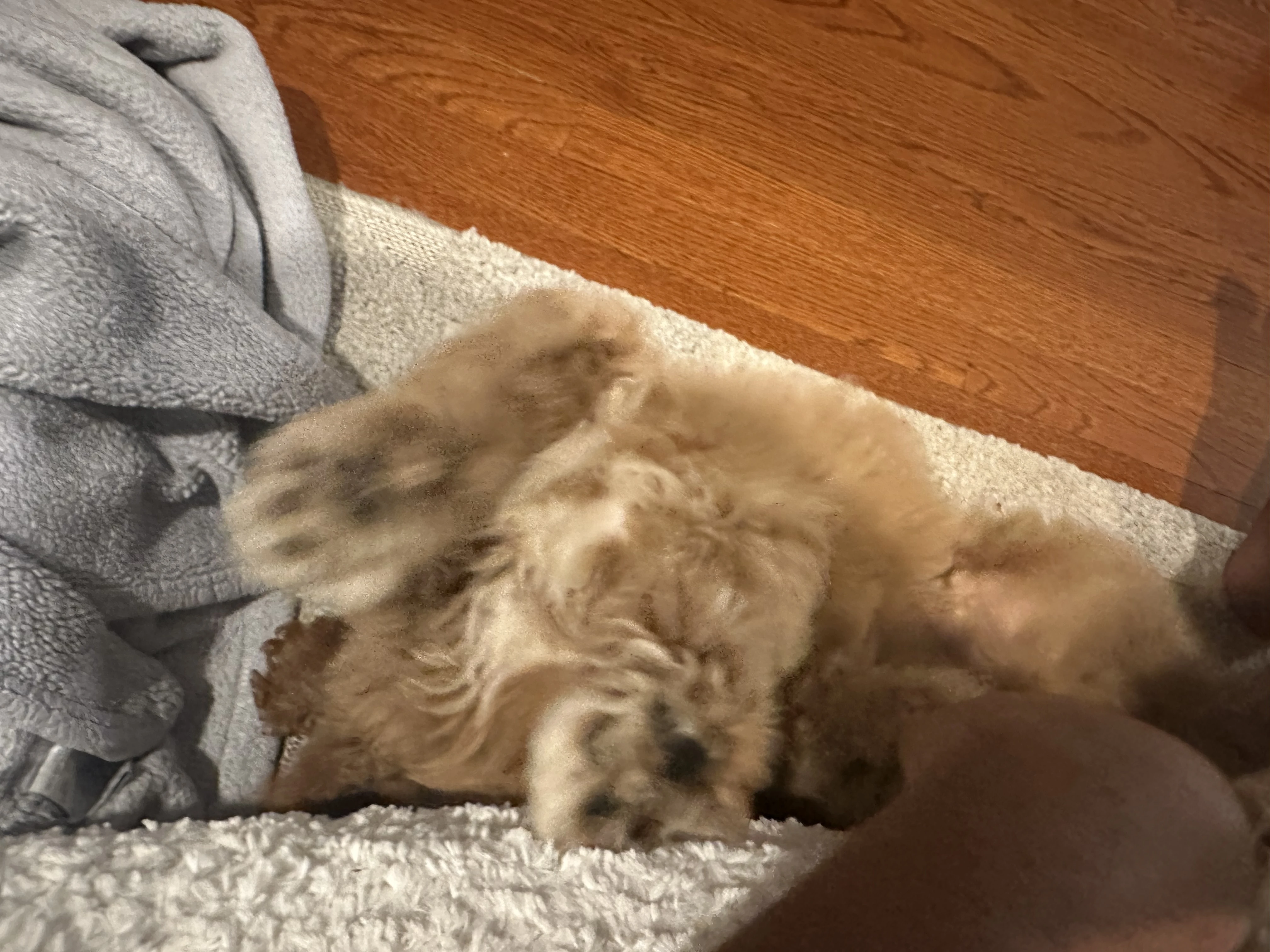 My Mini Monster | Fandom