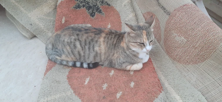 My stray cat as a loaf. | Fandom