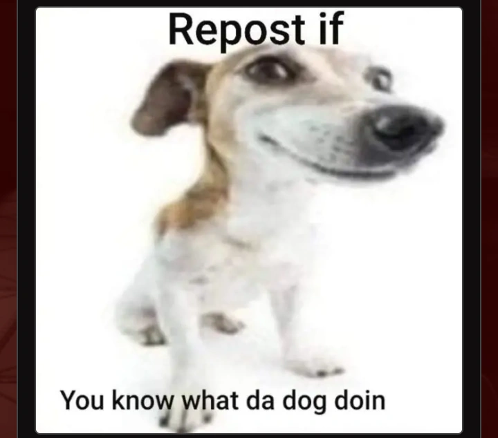 THE DOG DOIN YER MOM | Fandom