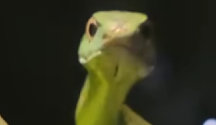 Gnarpy's fanmade redesign model | Fandom