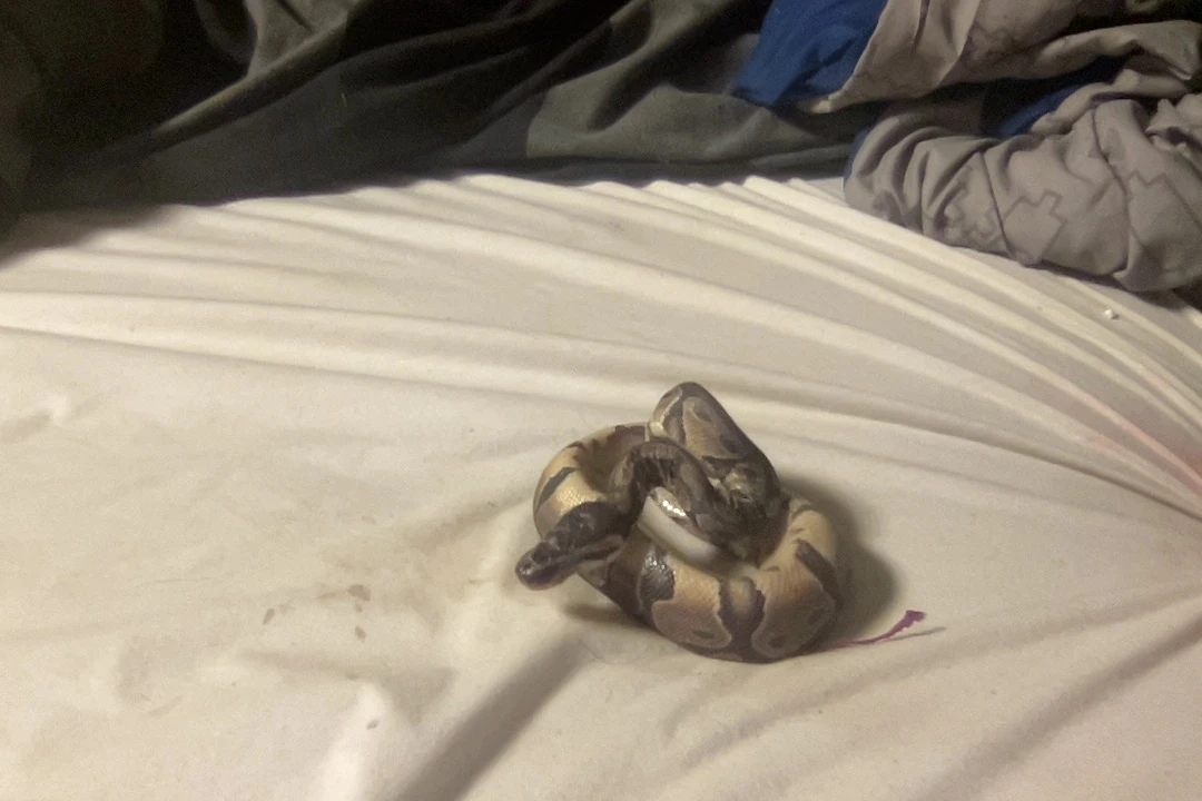 dear cos snake owners | Fandom