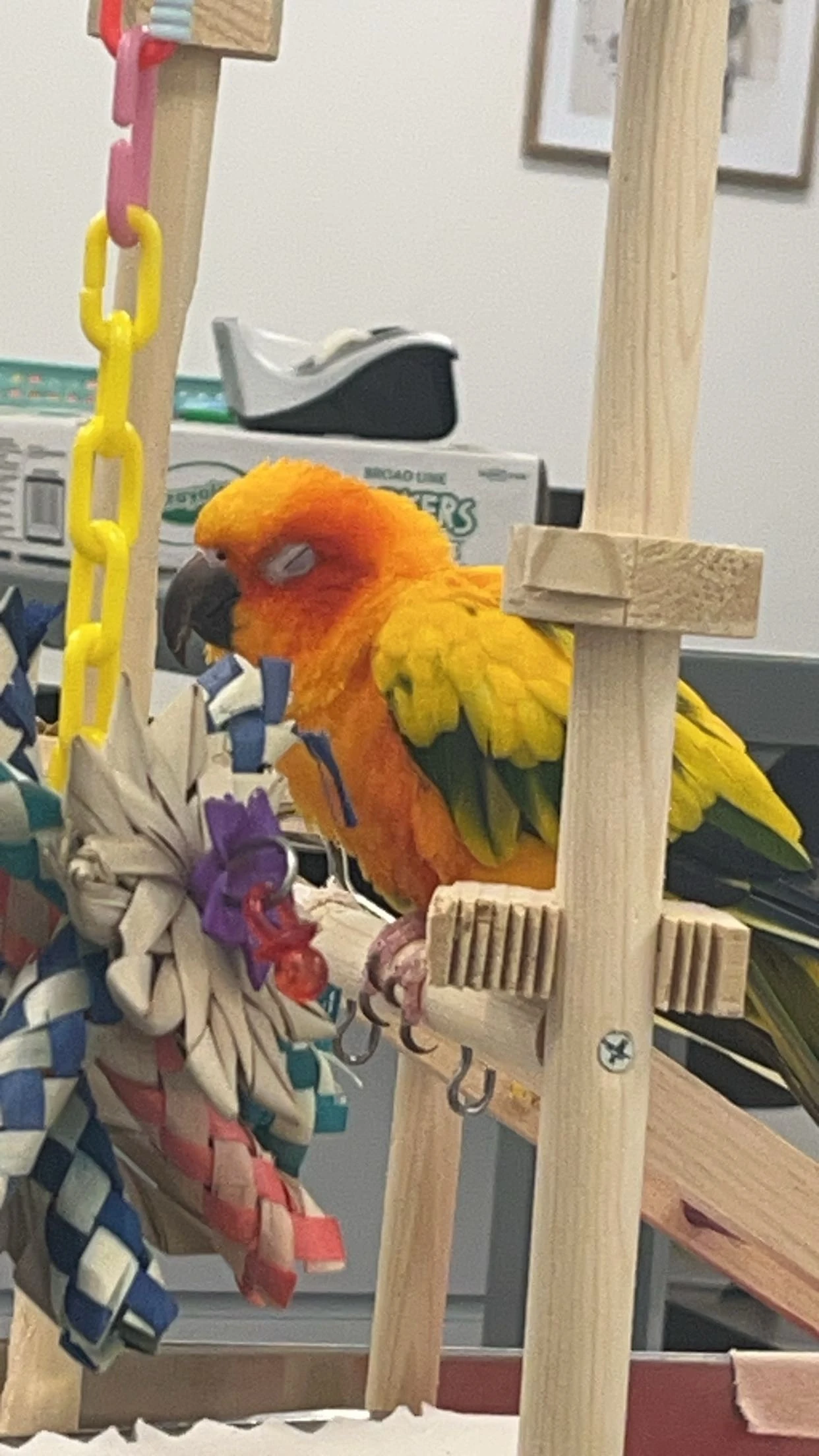 Have eepy bird to cheer yall up for those who can’t get egg | Fandom