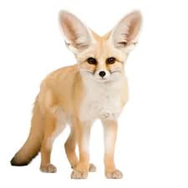 which pets deserve a buff? | Fandom