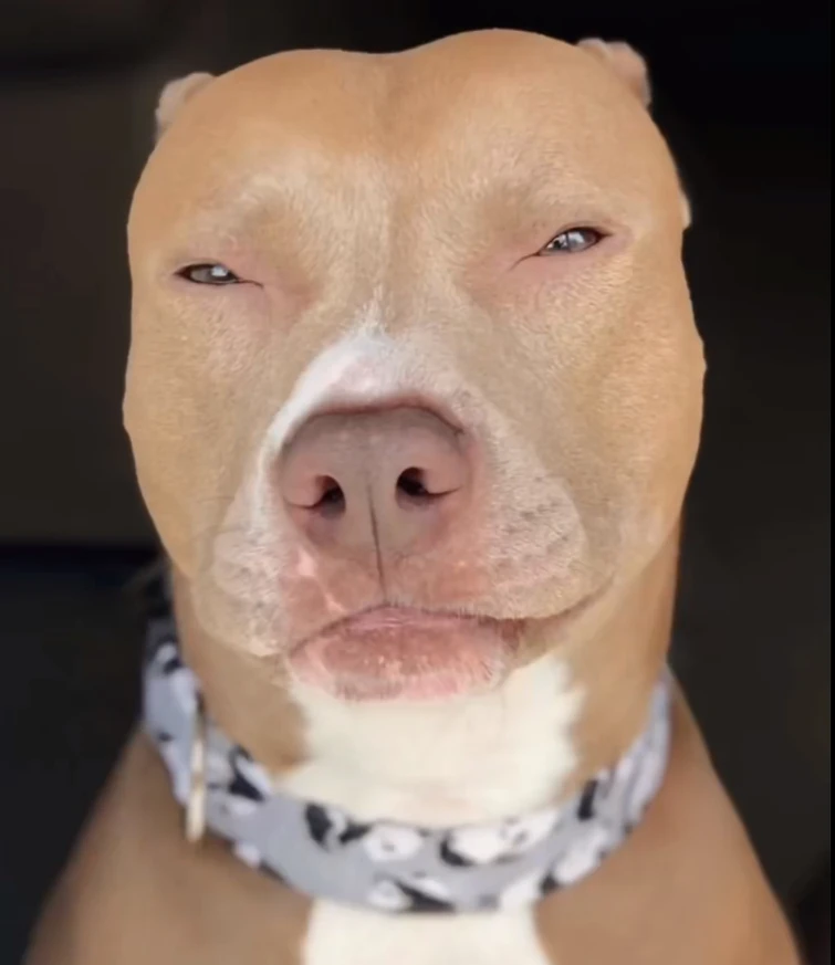 Discuss Everything About Dragon Adventures Wiki | Fandom