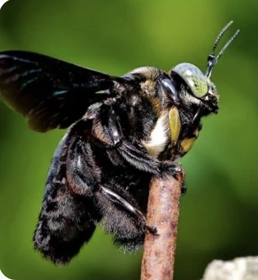 Bees but in real life (choose a bee) | Fandom